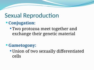 Zoology Lecture Four. protozoa and spongespptx | PPT