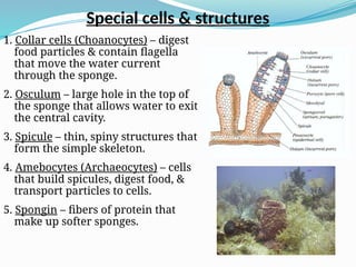 Zoology Lecture Four. protozoa and spongespptx | PPT