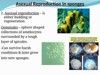 Zoology Lecture Four. protozoa and spongespptx | PPT