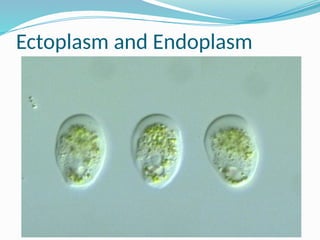 Zoology Lecture Four. protozoa and spongespptx | PPTX