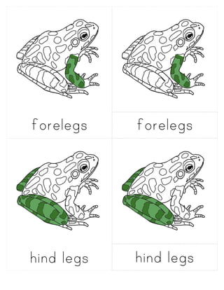 3 part cards "body parts of animals" | PDF