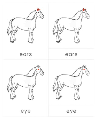 3 part cards "body parts of animals" | PPT