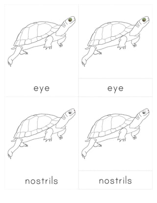 Animal Body Parts Coloring Pages