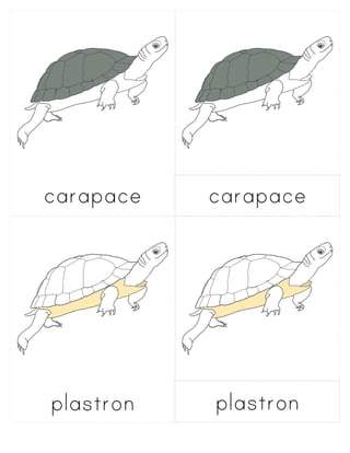 3 part cards "body parts of animals" | PDF