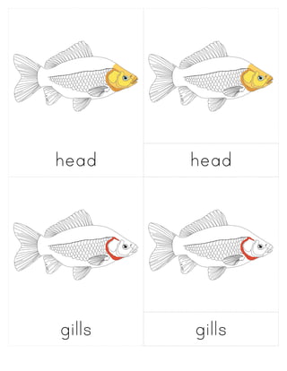 3 part cards "body parts of animals" | PDF