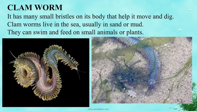 ZOOLOGY PHYLUM PLATYHELMINTHES ANNELIDA and NEMATODA.pdf