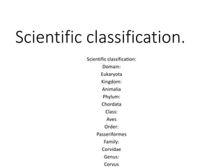 Zoology Present-WPS Office.pptxbyusmananjum | PPTX