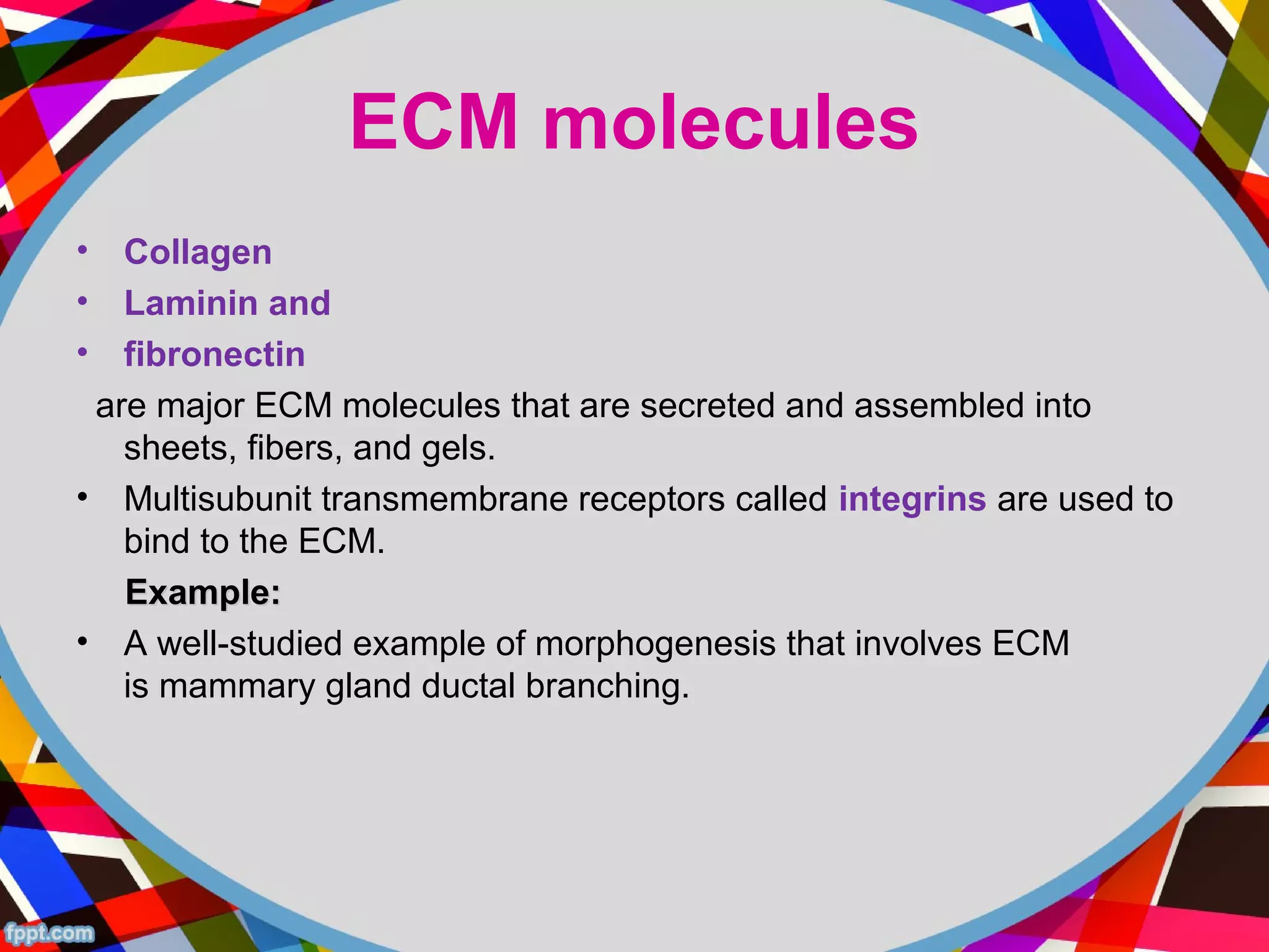 morphogenesis | PPT