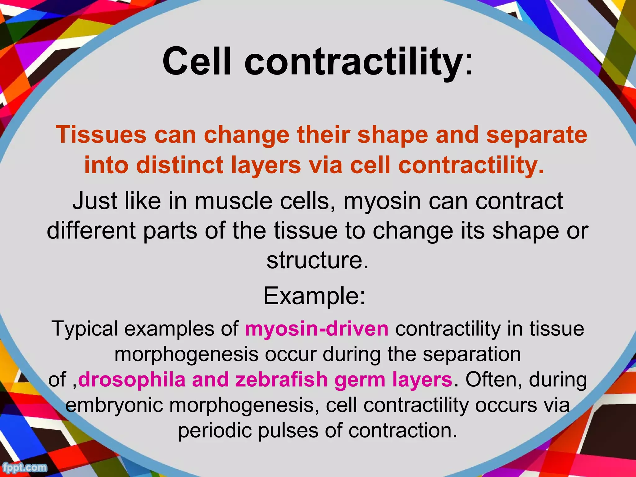 morphogenesis | PPT
