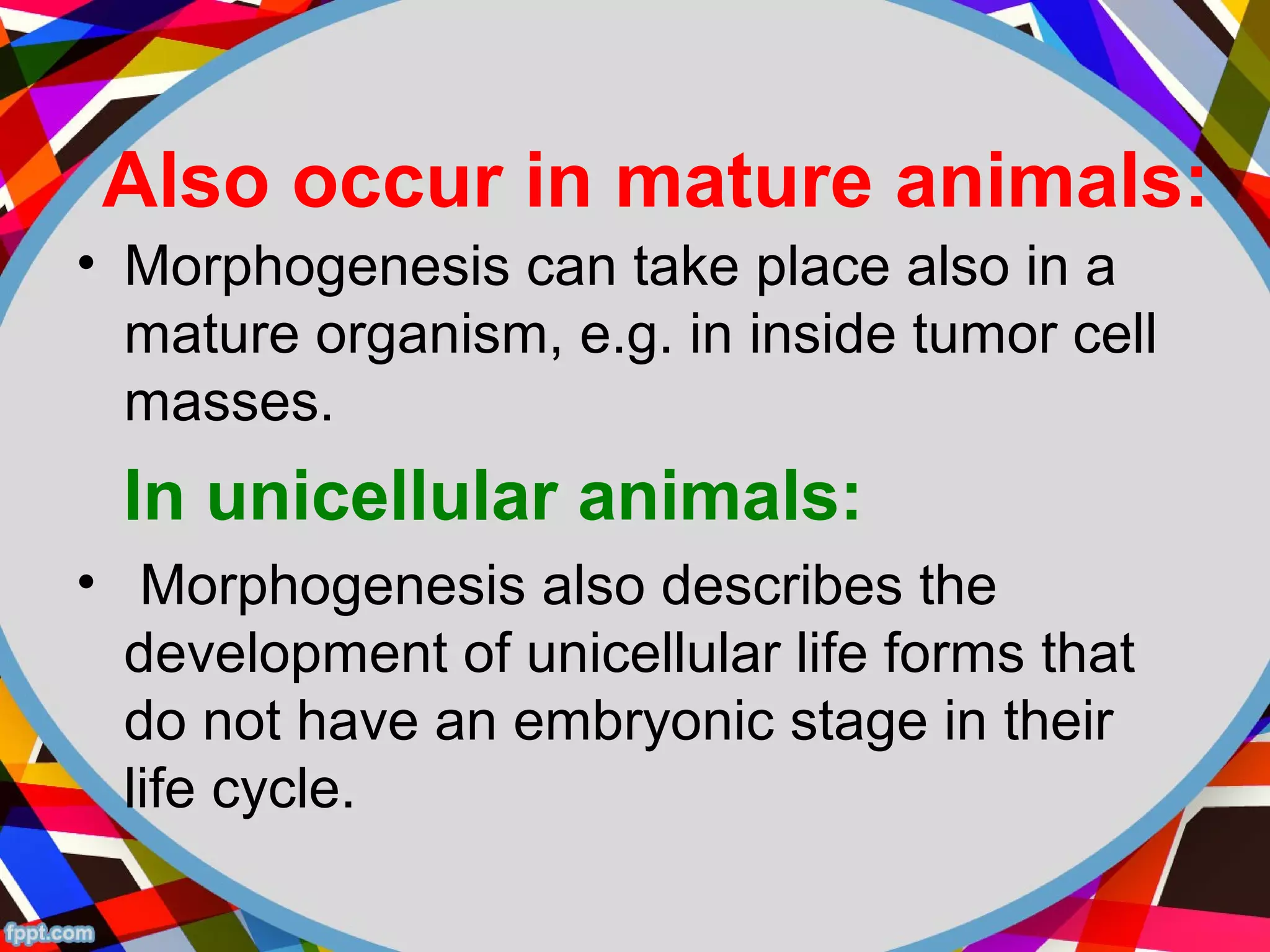 morphogenesis | PPT