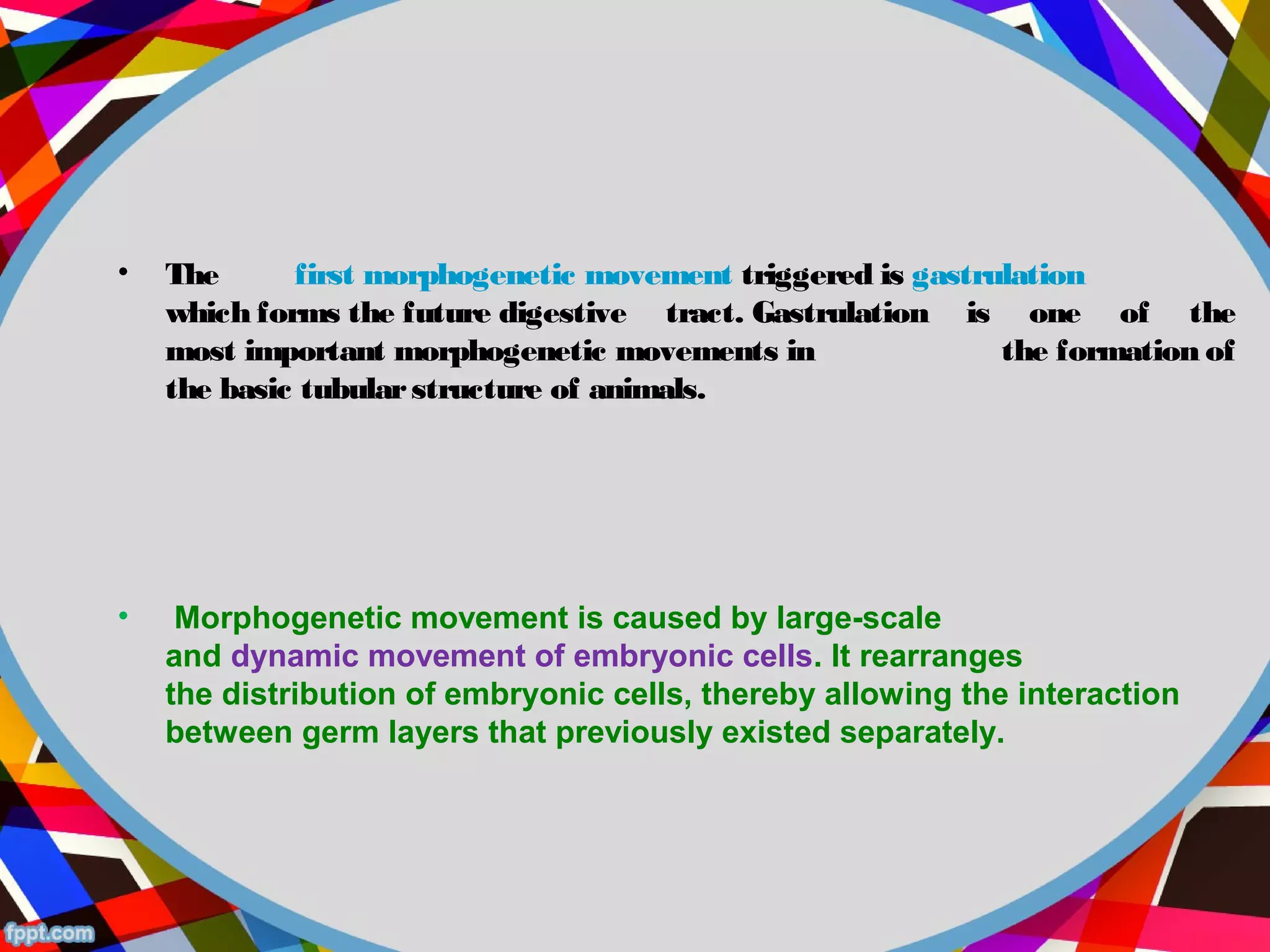 morphogenesis | PPT