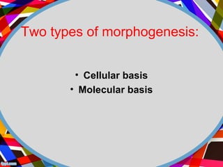 morphogenesis | PPT