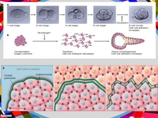 morphogenesis | PPT