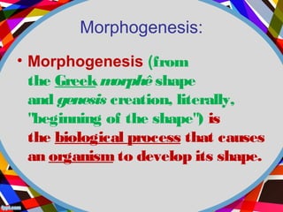 morphogenesis | PPT