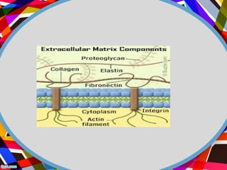 morphogenesis | PPT