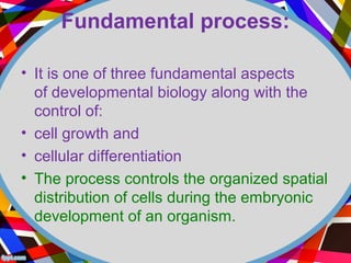 morphogenesis | PPT