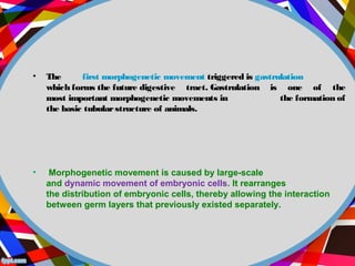 morphogenesis | PPT