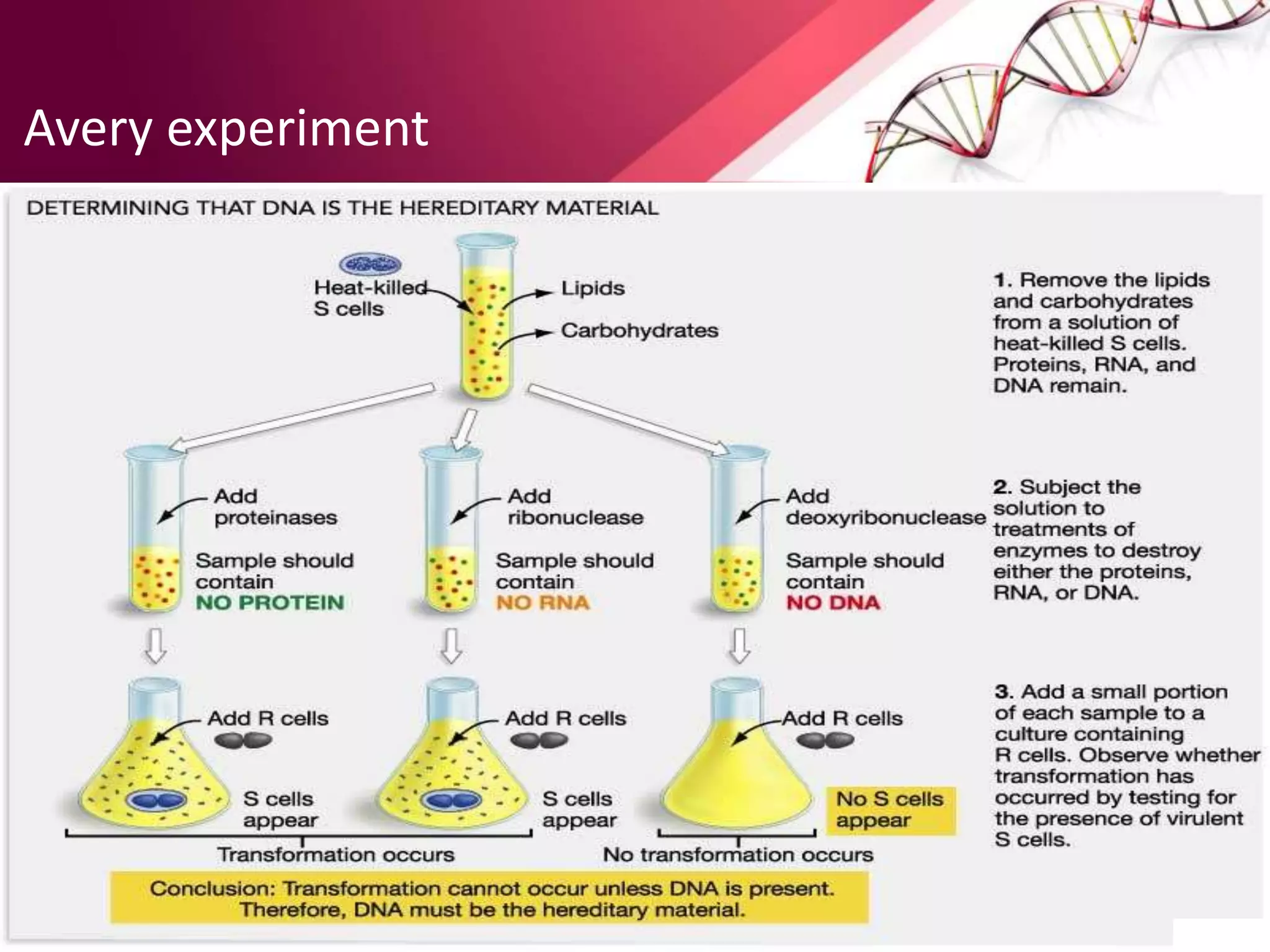DNA as genetic material | PPTX | Genetics | Science