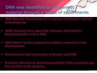 DNA as genetic material | PPTX | Genetics | Science