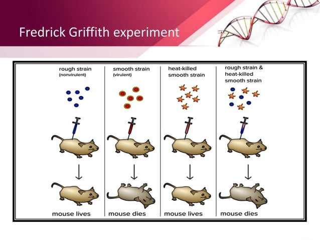 DNA as genetic material | PPTX | Genetics | Science