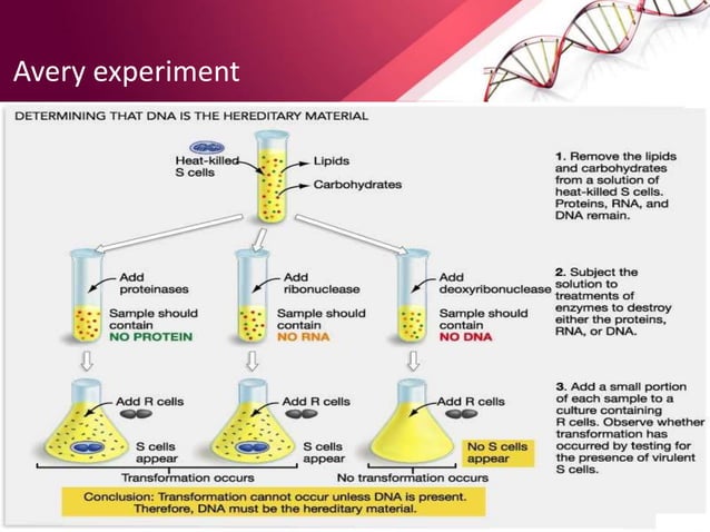 DNA as genetic material | PPTX | Genetics | Science