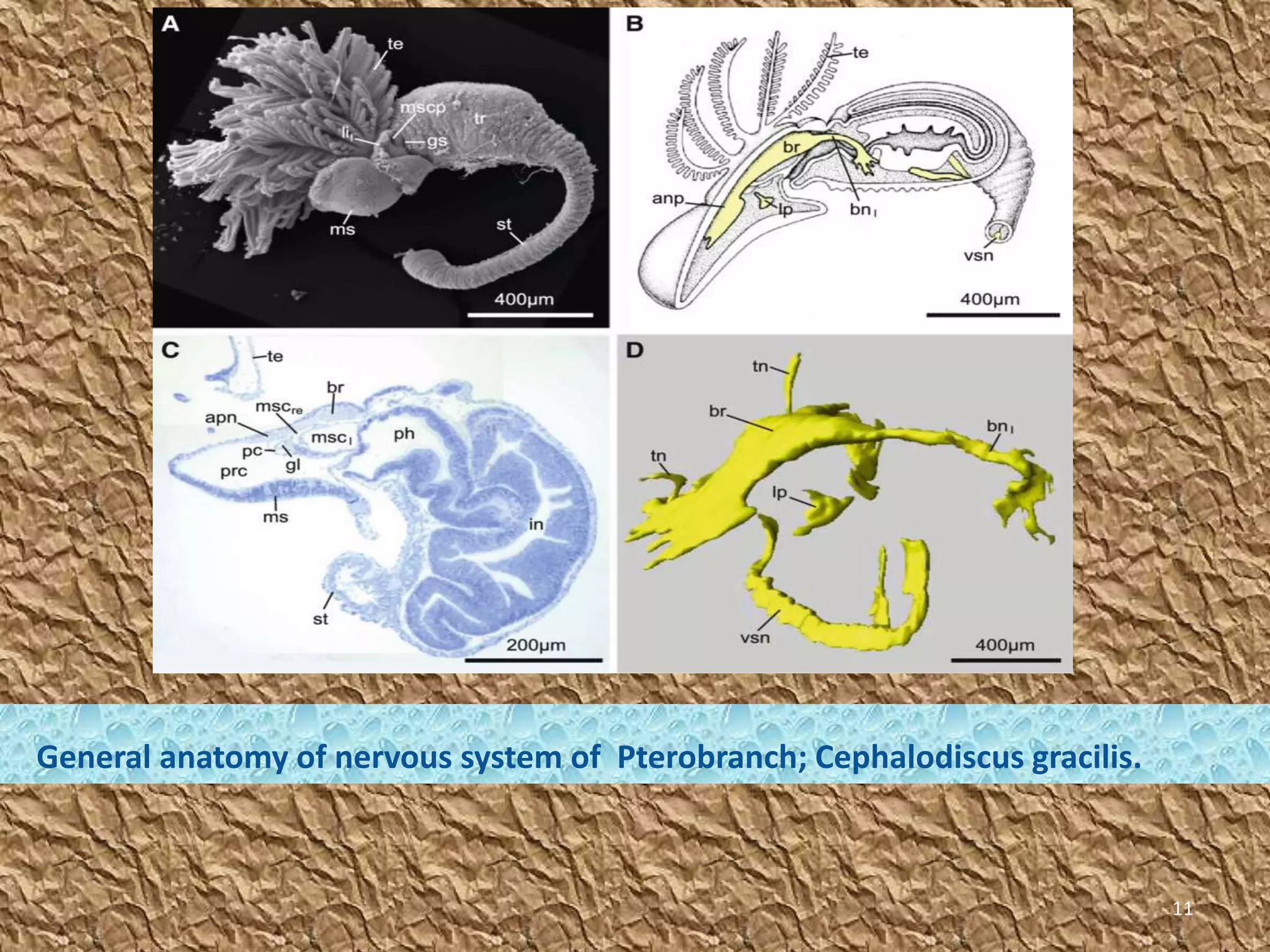 Pterobranchia | PPTX | Biological Sciences | Science