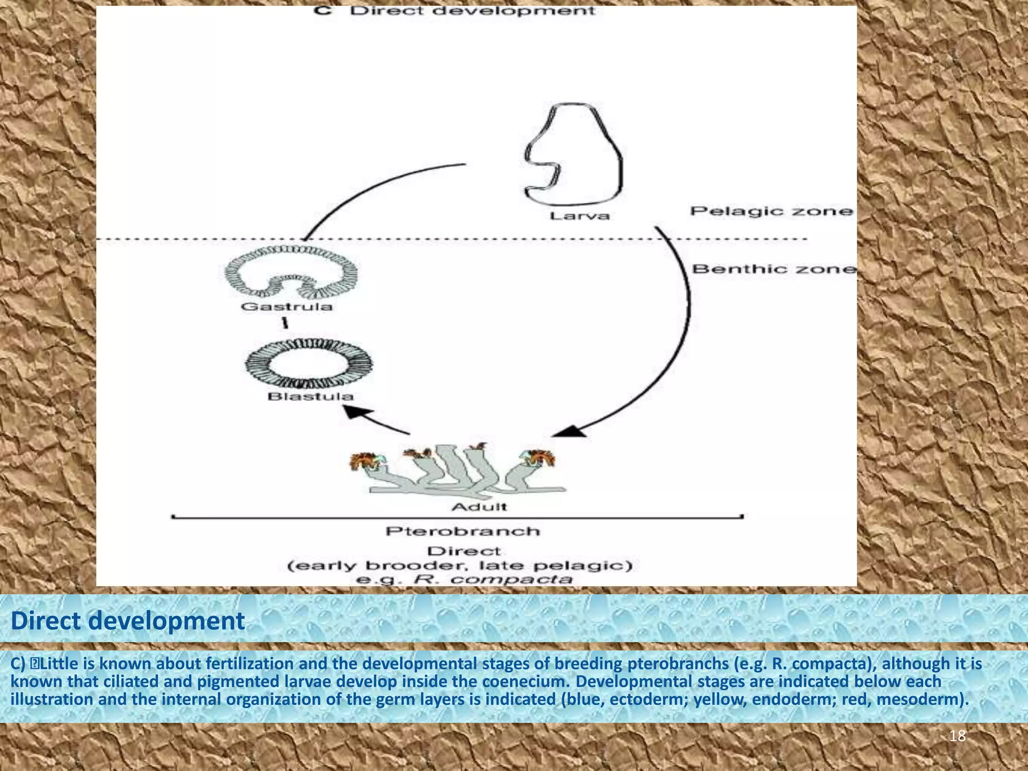 Pterobranchia | PPTX | Biological Sciences | Science