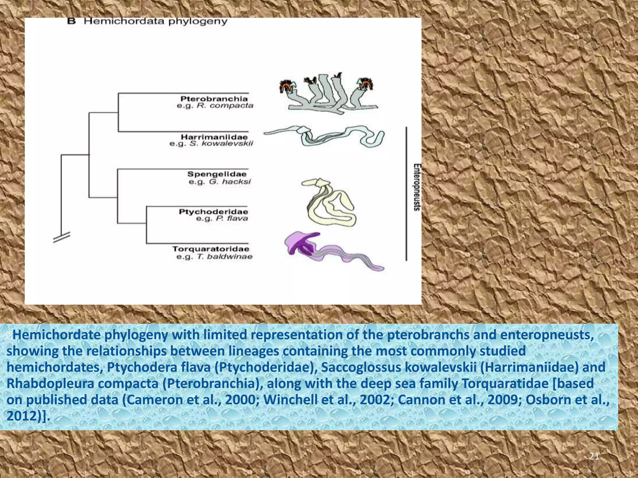 Pterobranchia | PPTX | Biological Sciences | Science