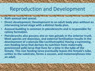 Pterobranchia | PPTX | Biological Sciences | Science