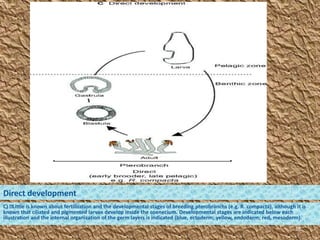 Pterobranchia | PPTX | Biological Sciences | Science
