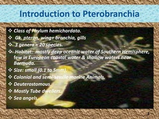 Pterobranchia | PPTX | Biological Sciences | Science