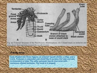 Pterobranchia | PPTX | Biological Sciences | Science