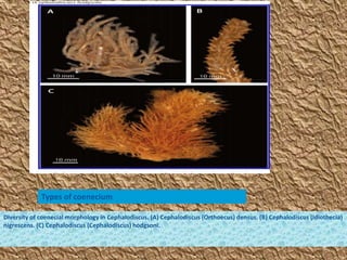 Pterobranchia | PPTX | Biological Sciences | Science