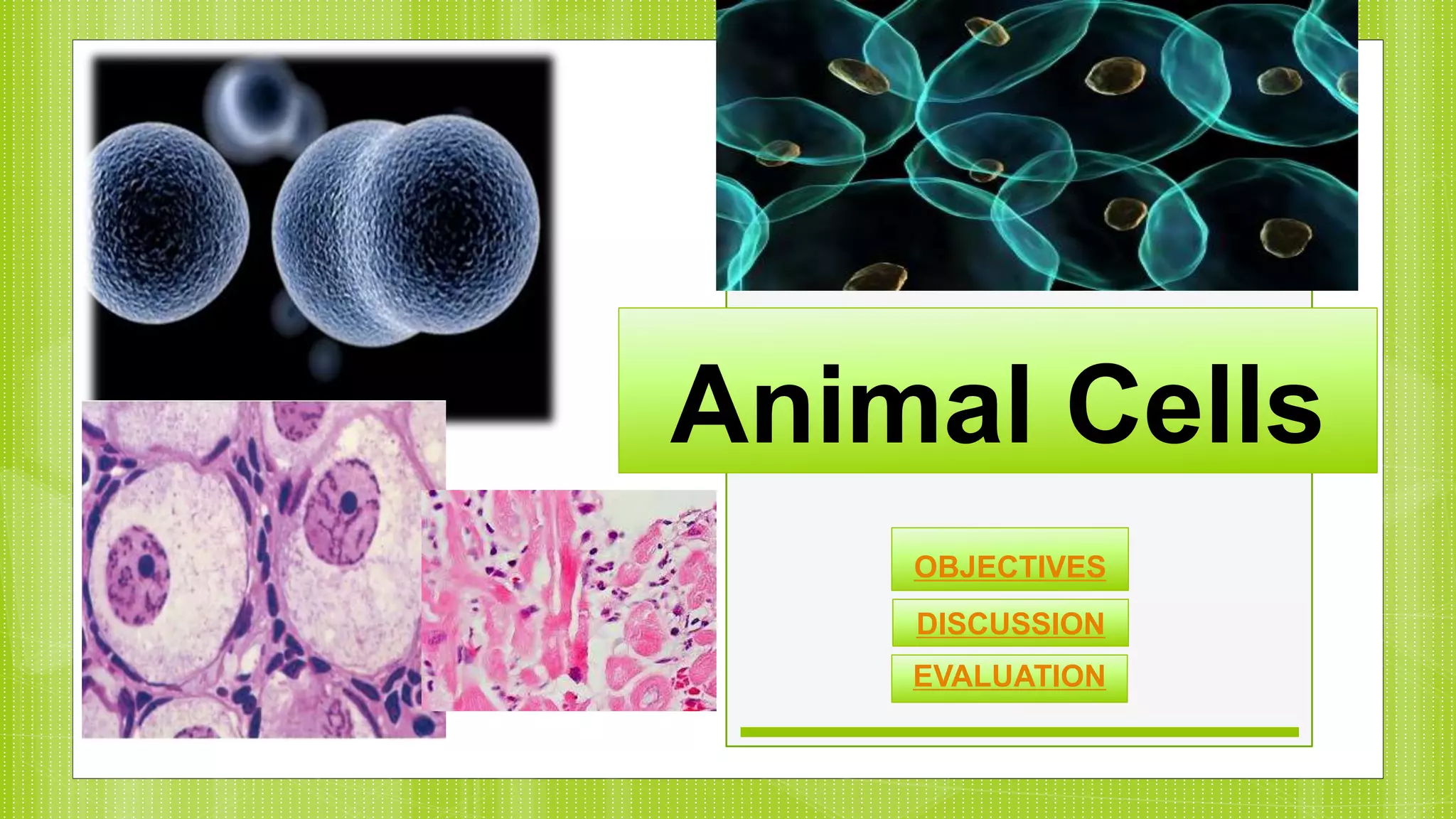 Animal Cells | PPTX