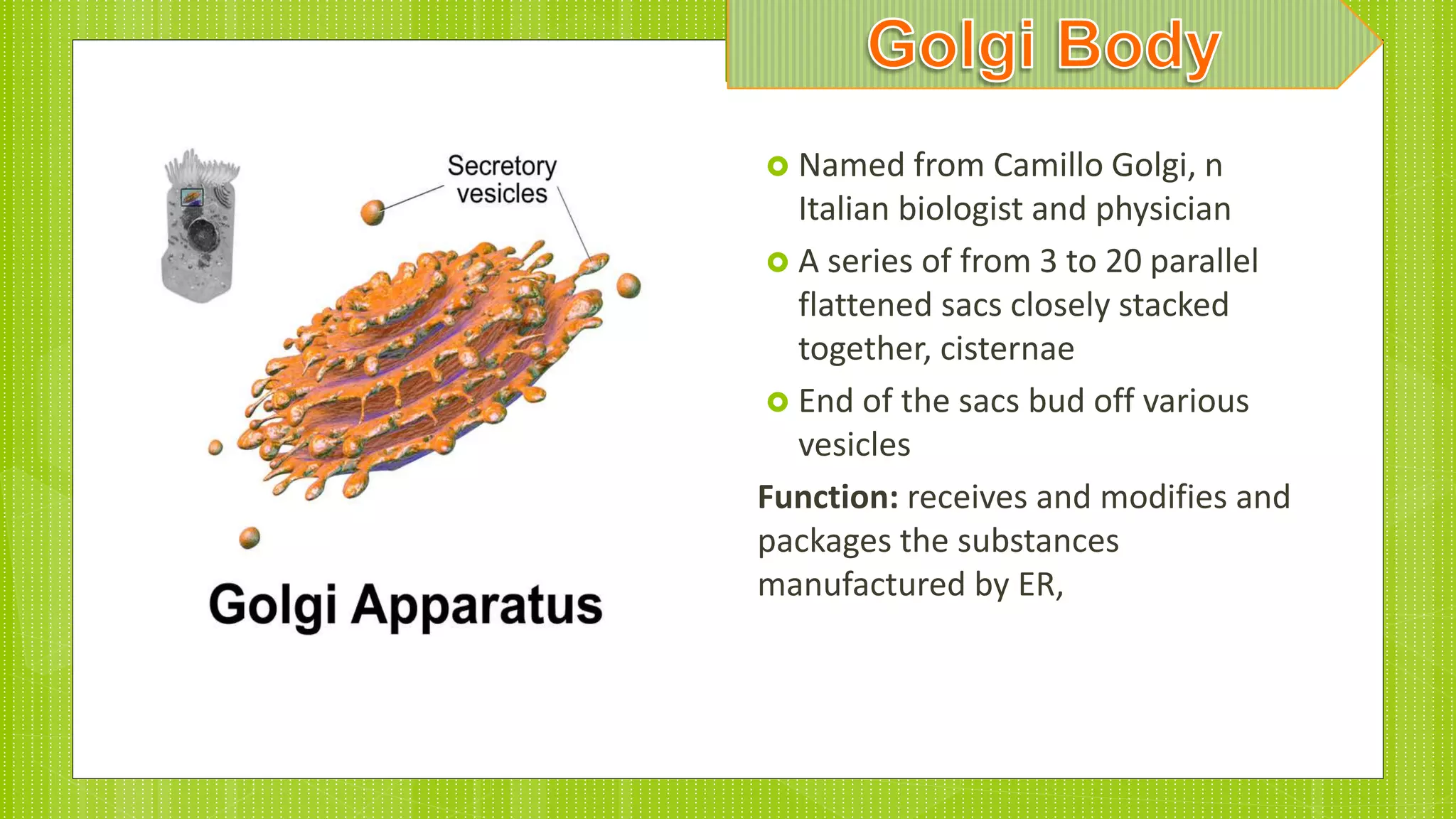Animal Cells | PPTX