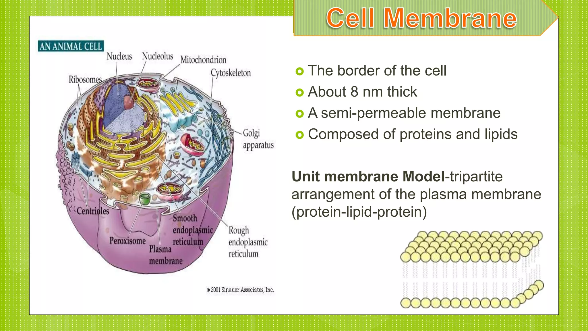 Animal Cells | PPTX