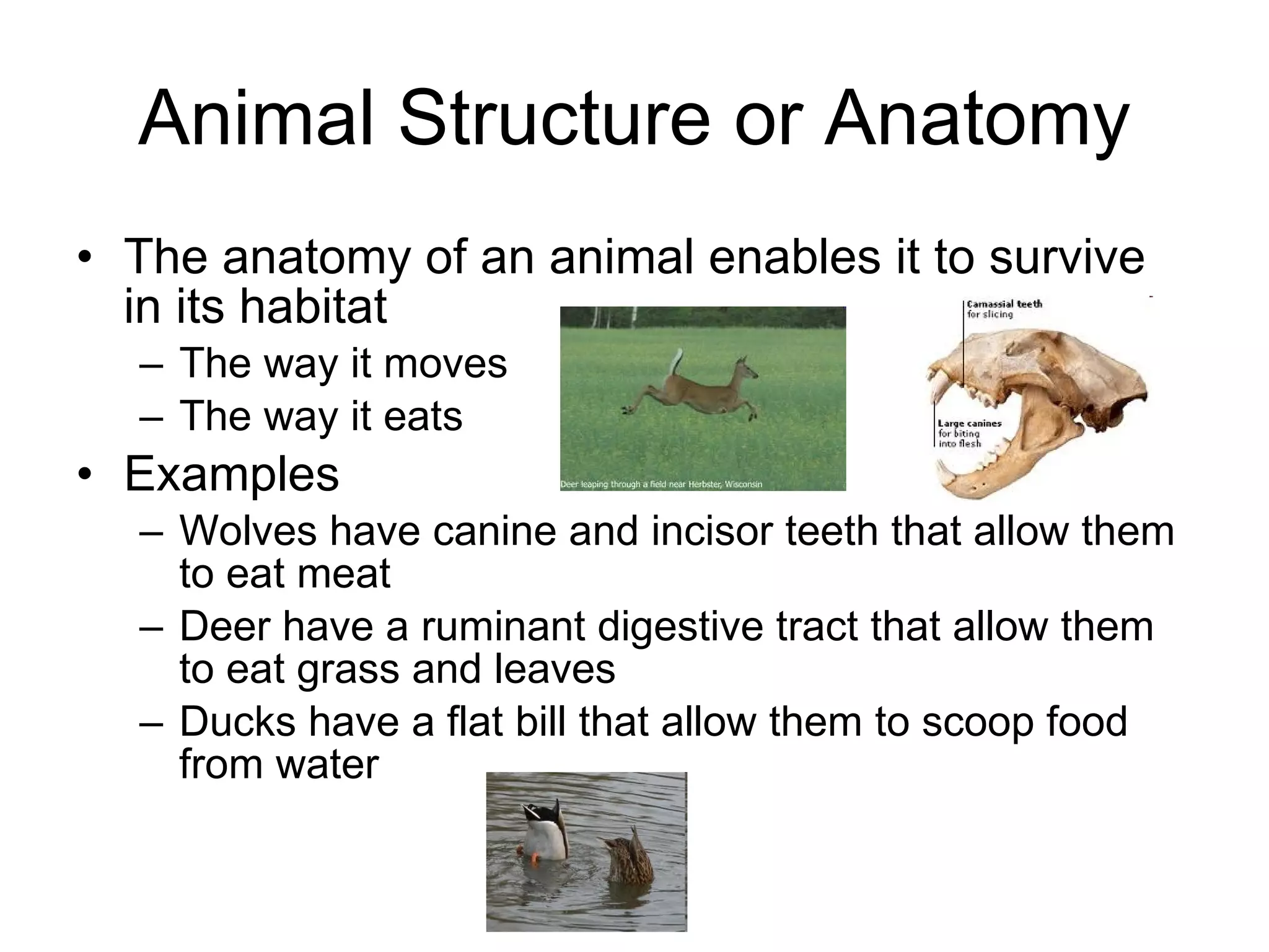 Zoology review 1 | PPT