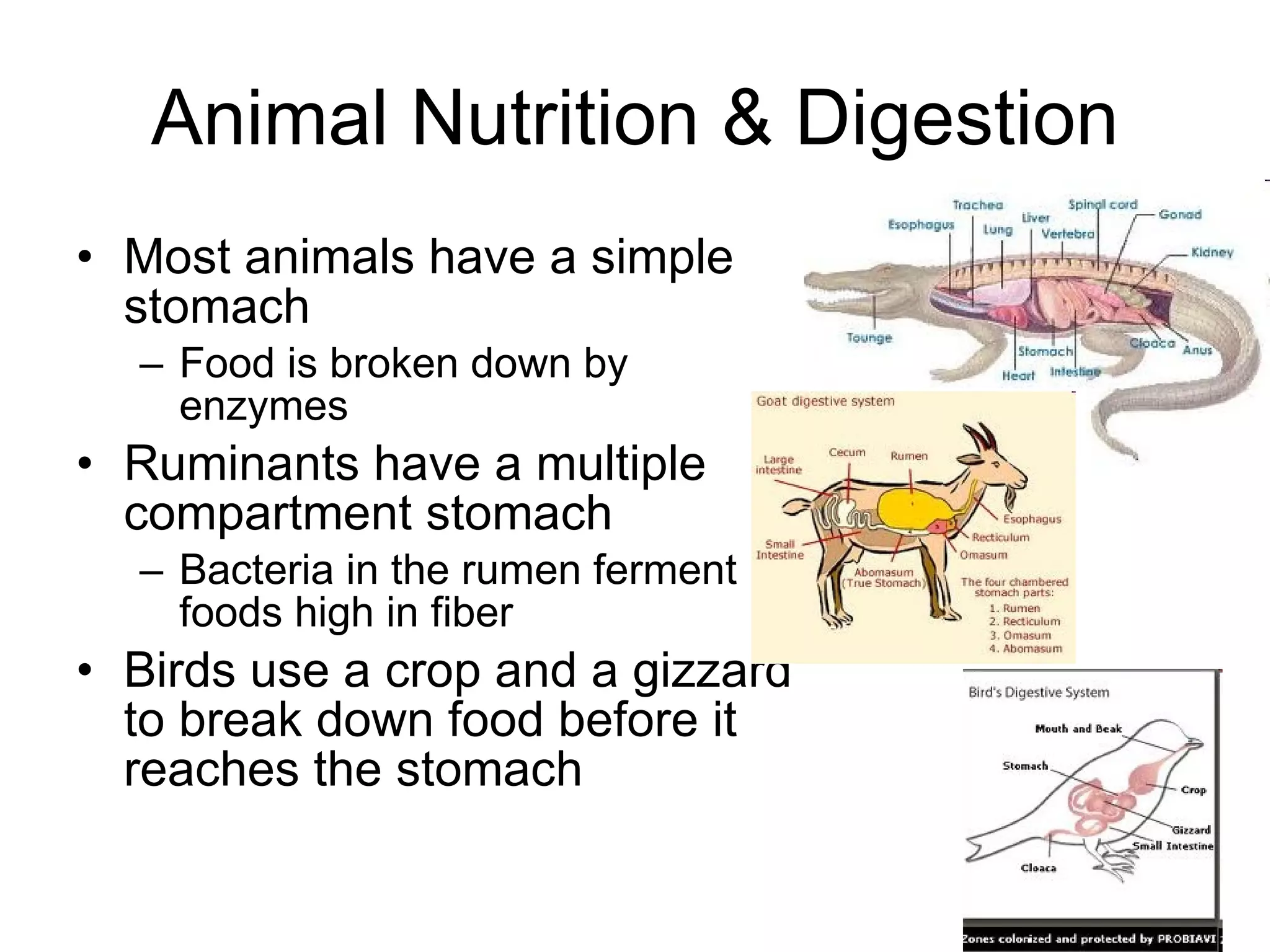Zoology review 1 | PPT