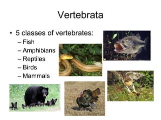 Zoology review 1 | PPT