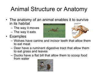 Zoology review 1 | PPT