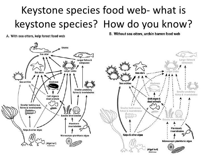 Zoology review final