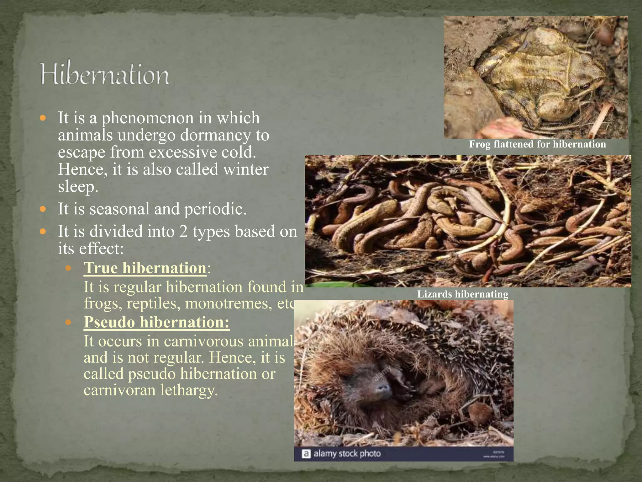 Adaptations of Plants and Animals to extreme temperatures | PPTX