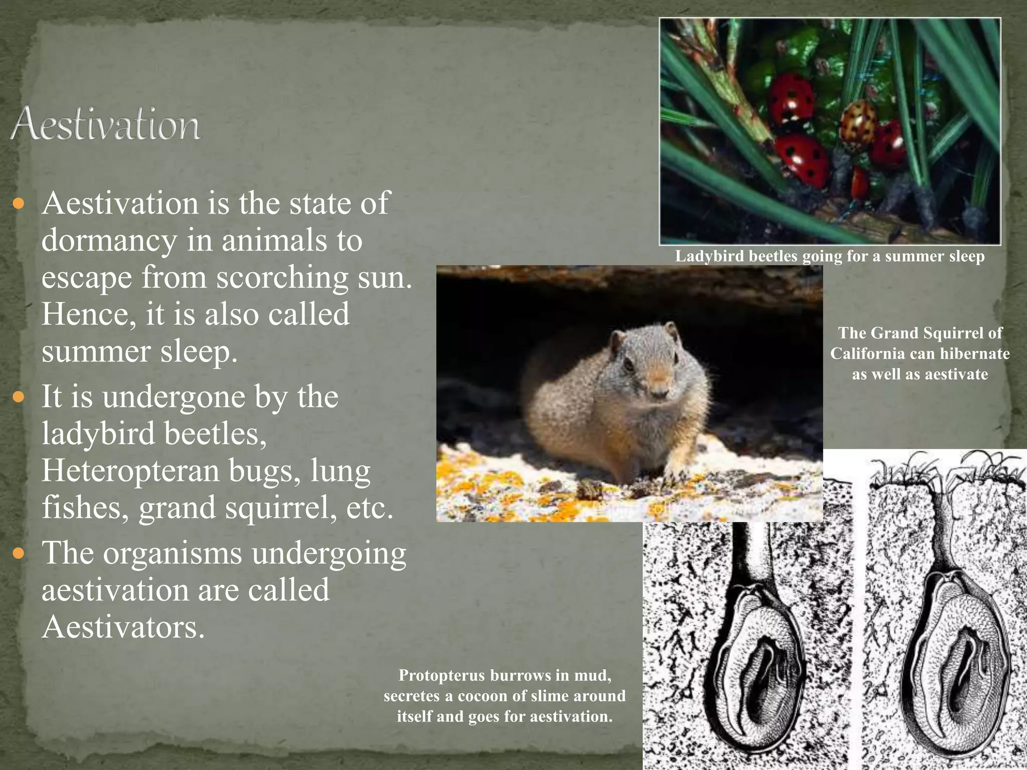 Adaptations of Plants and Animals to extreme temperatures | PPTX