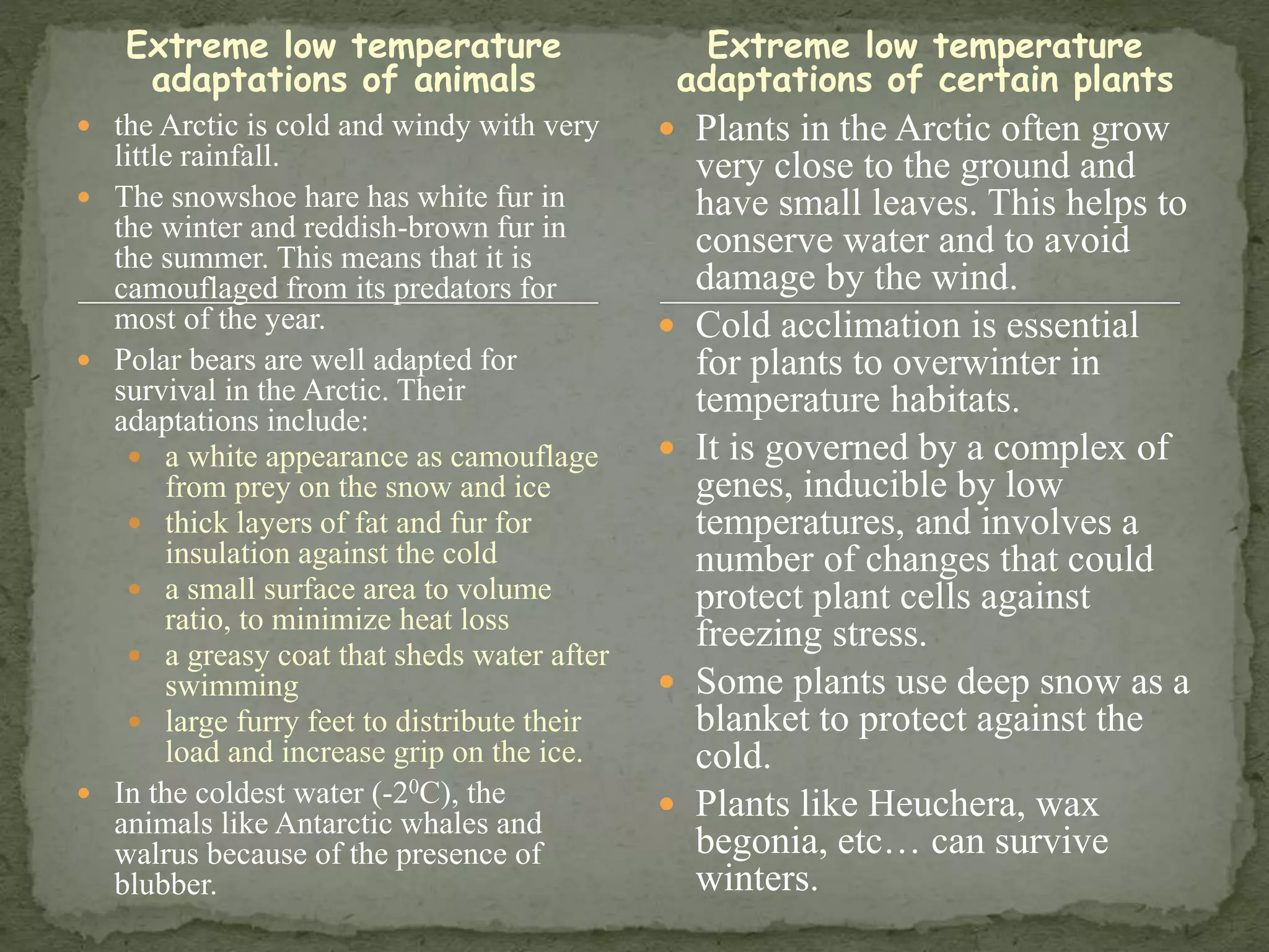 Adaptations of Plants and Animals to extreme temperatures | PPTX