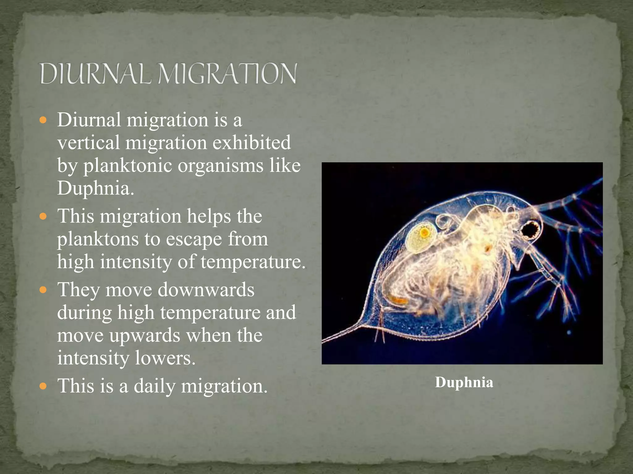 Adaptations of Plants and Animals to extreme temperatures | PPTX