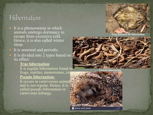 Adaptations of Plants and Animals to extreme temperatures | PPTX ...