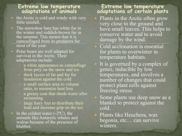 Adaptations of Plants and Animals to extreme temperatures | PPTX ...