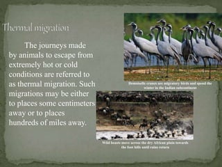 Adaptations of Plants and Animals to extreme temperatures | PPTX