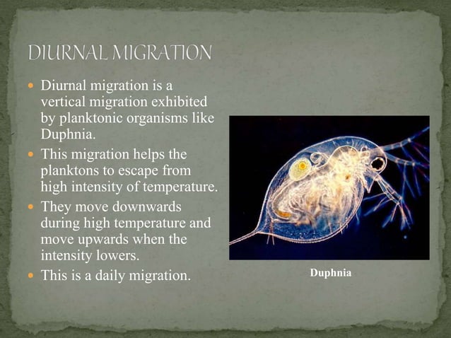 Adaptations of Plants and Animals to extreme temperatures | PPTX ...