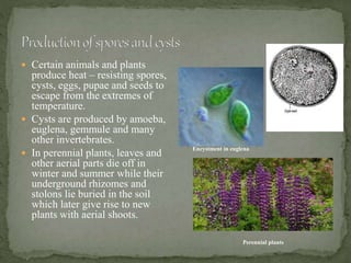Adaptations of Plants and Animals to extreme temperatures | PPTX